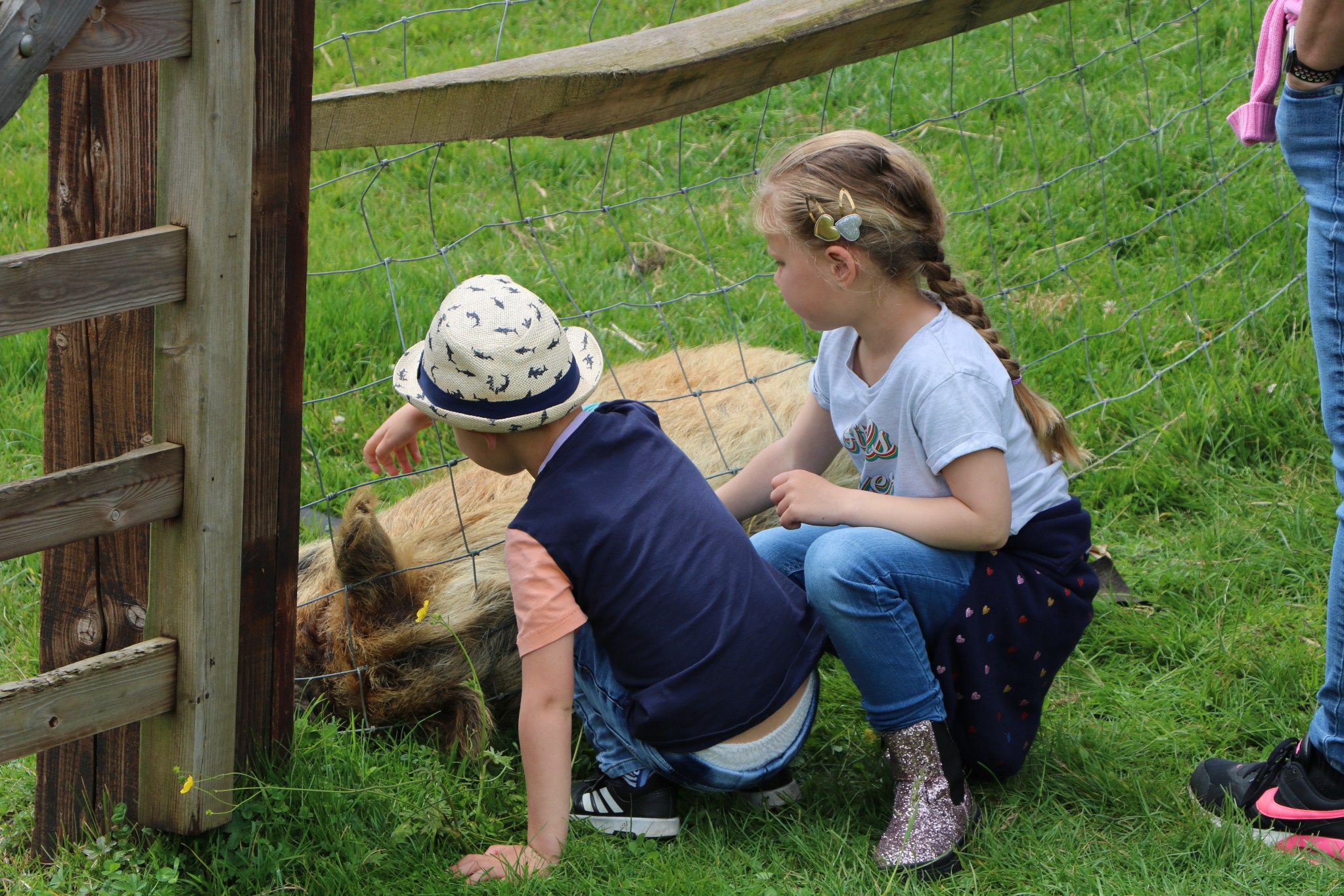 Gallery – Middlewick House Open Garden